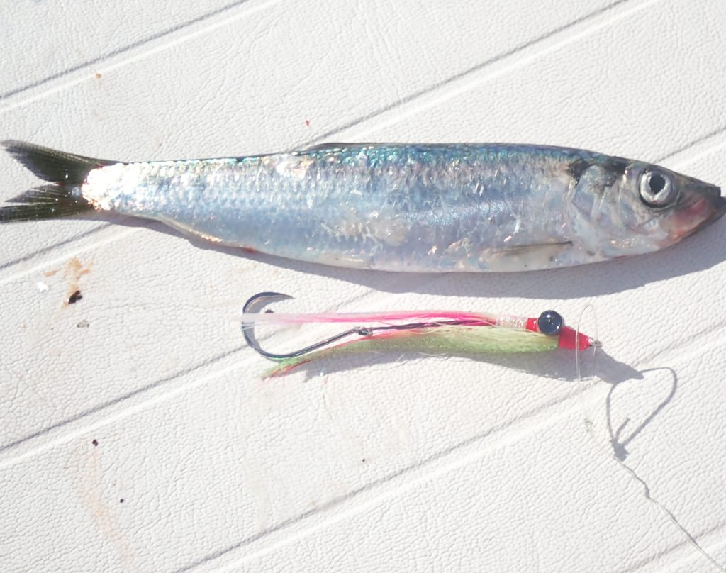 Coho! - >Guided Saltwater Fly Fishing Tacoma, Seattle Puget Sound ...
